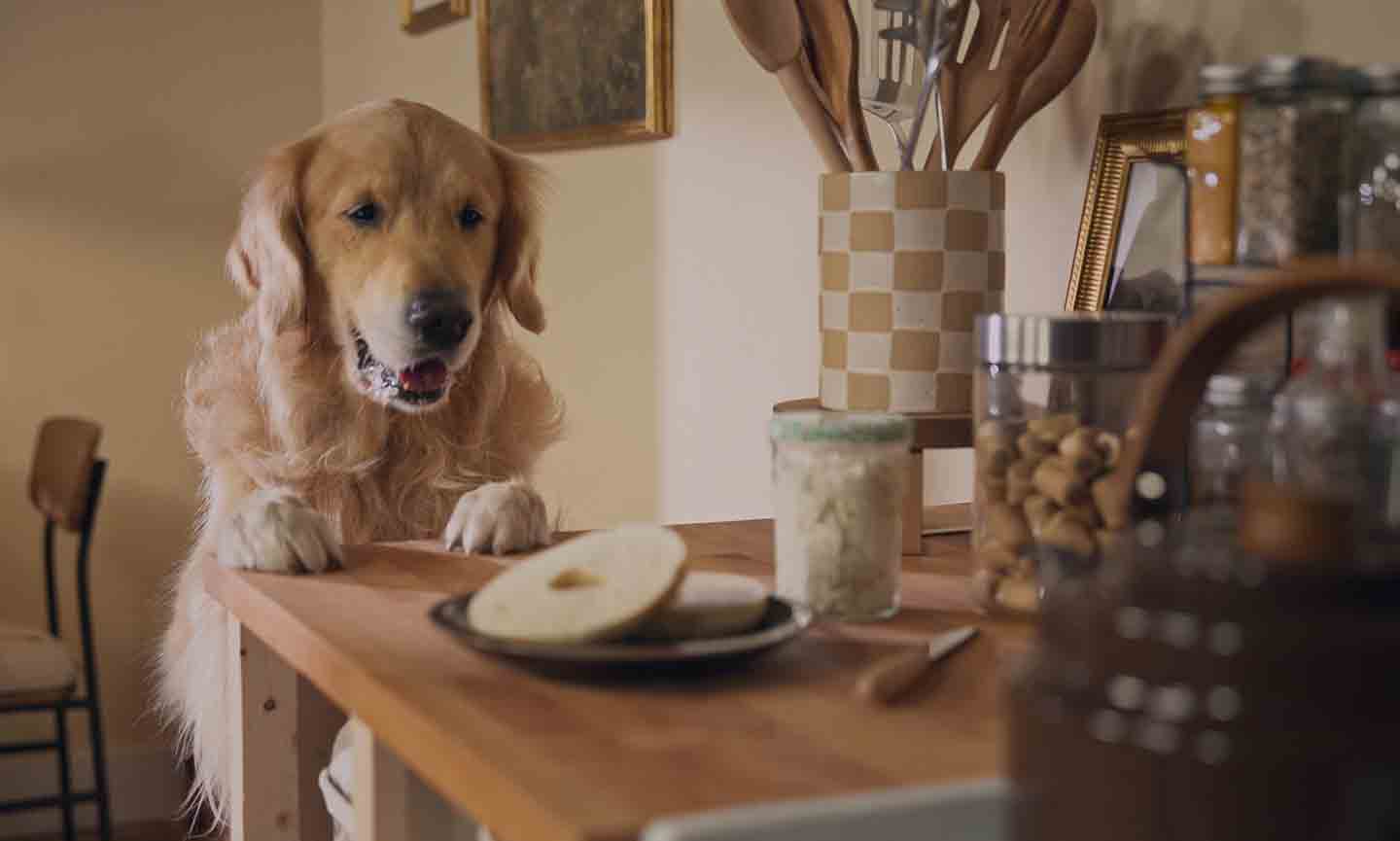 How To Keep Dogs off Countertops | Chewy