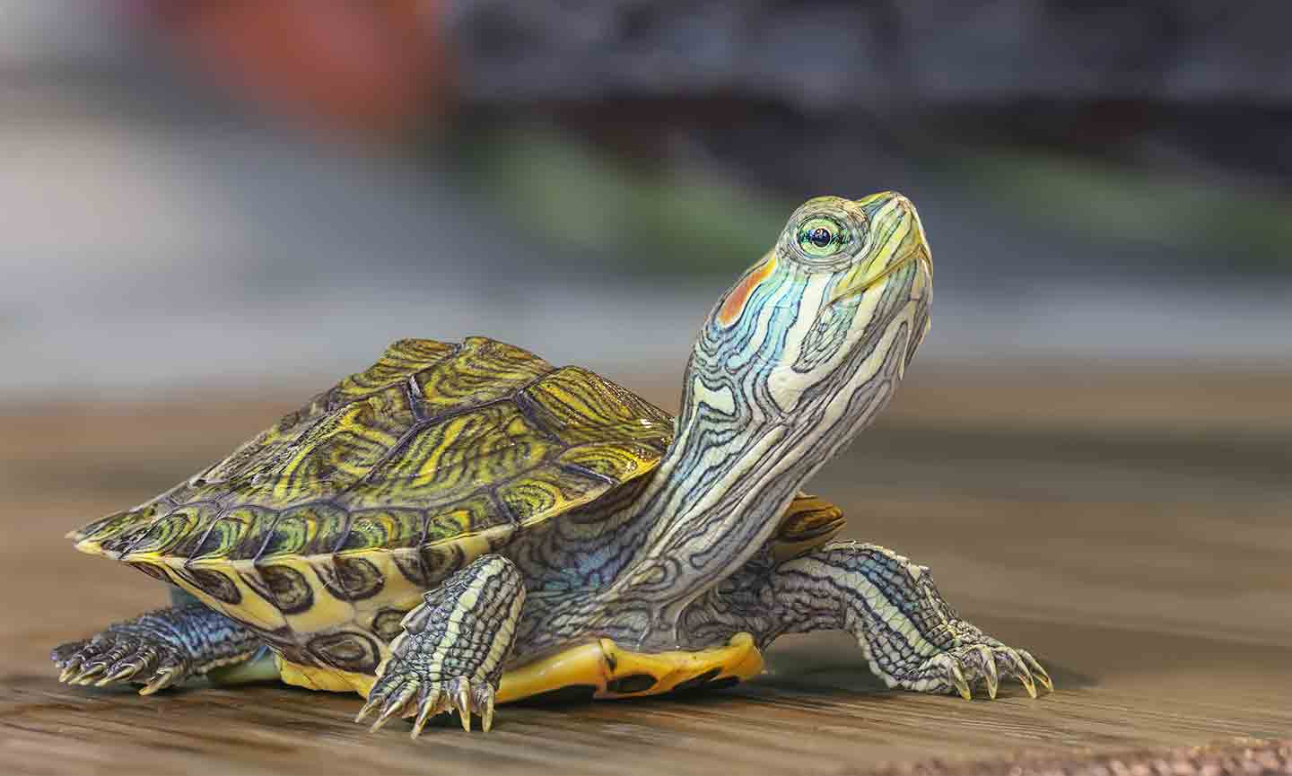 How Long Do Turtles and Tortoises Live? | Chewy