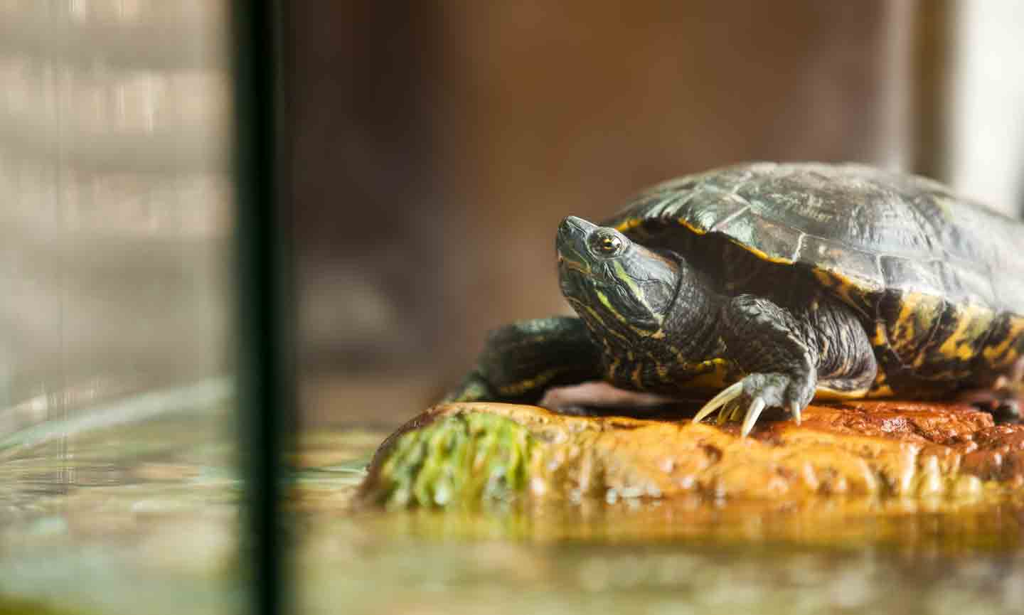 Aquatic Turtle Tank Setup 101: A Beginner’s Guide | Chewy