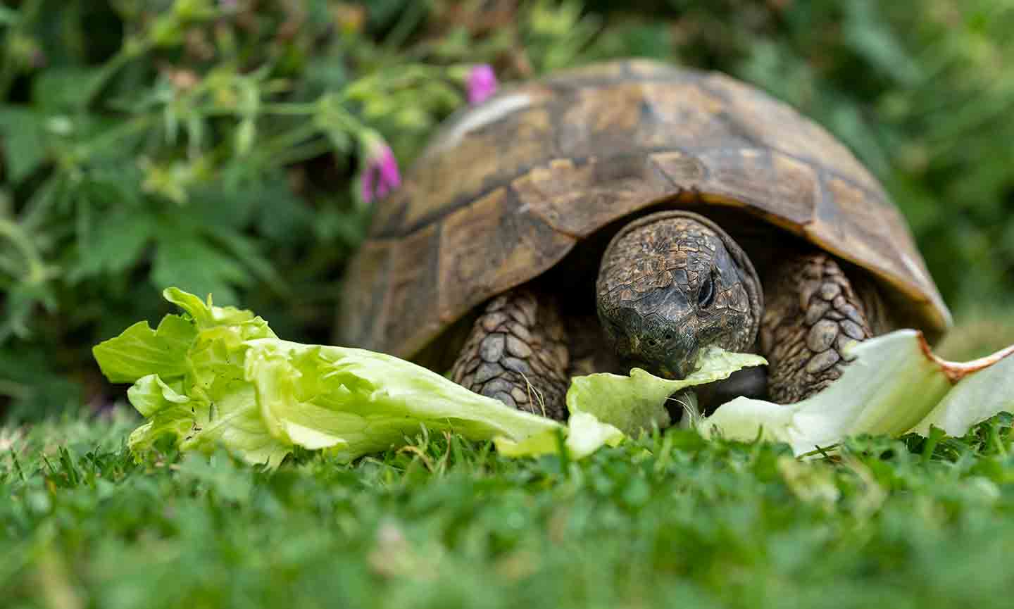 What Do Turtles Eat? A Guide To Feeding Your Pet Turtle | Chewy