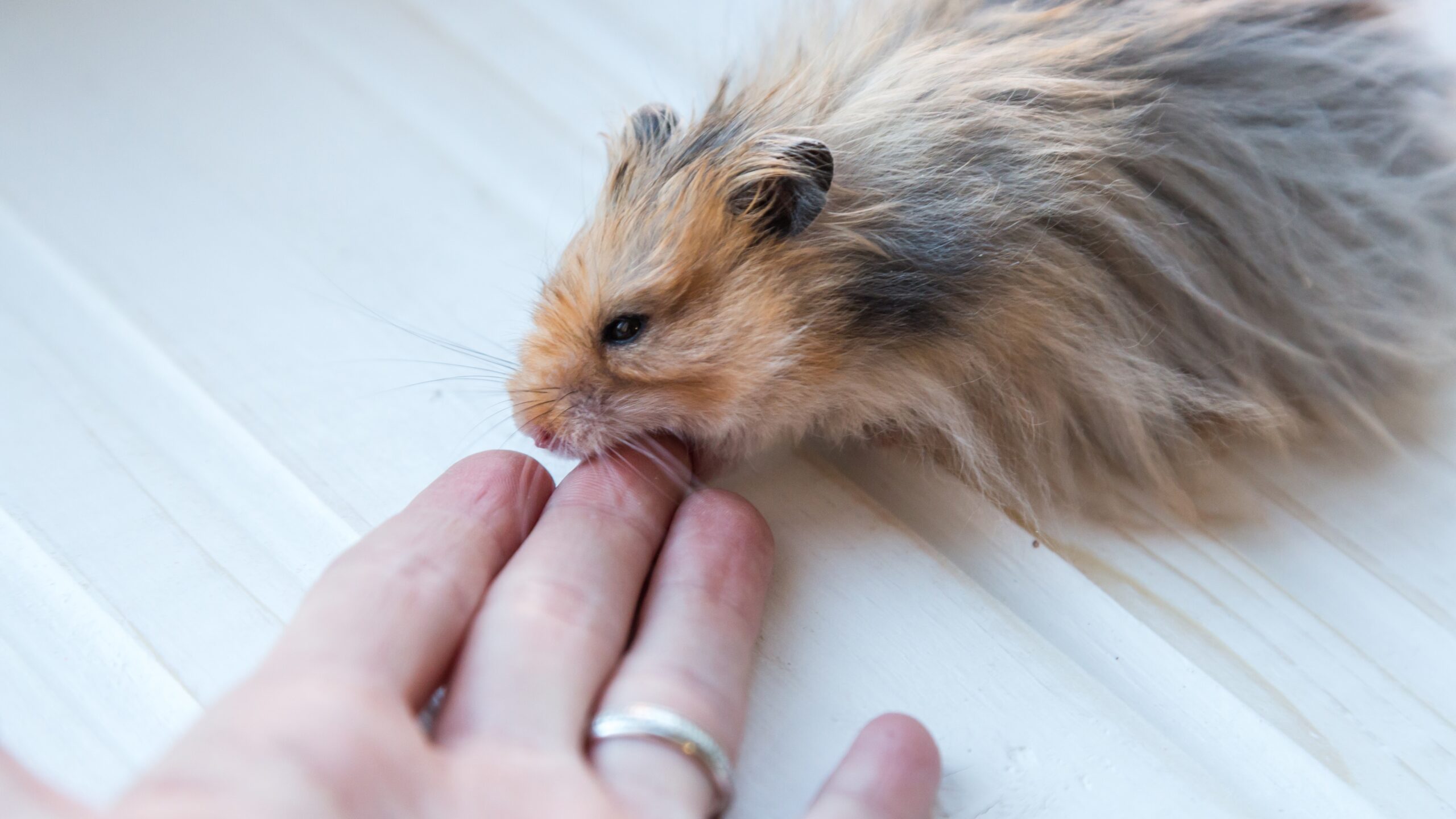 How To Stop A Hamster From Biting | Chewy