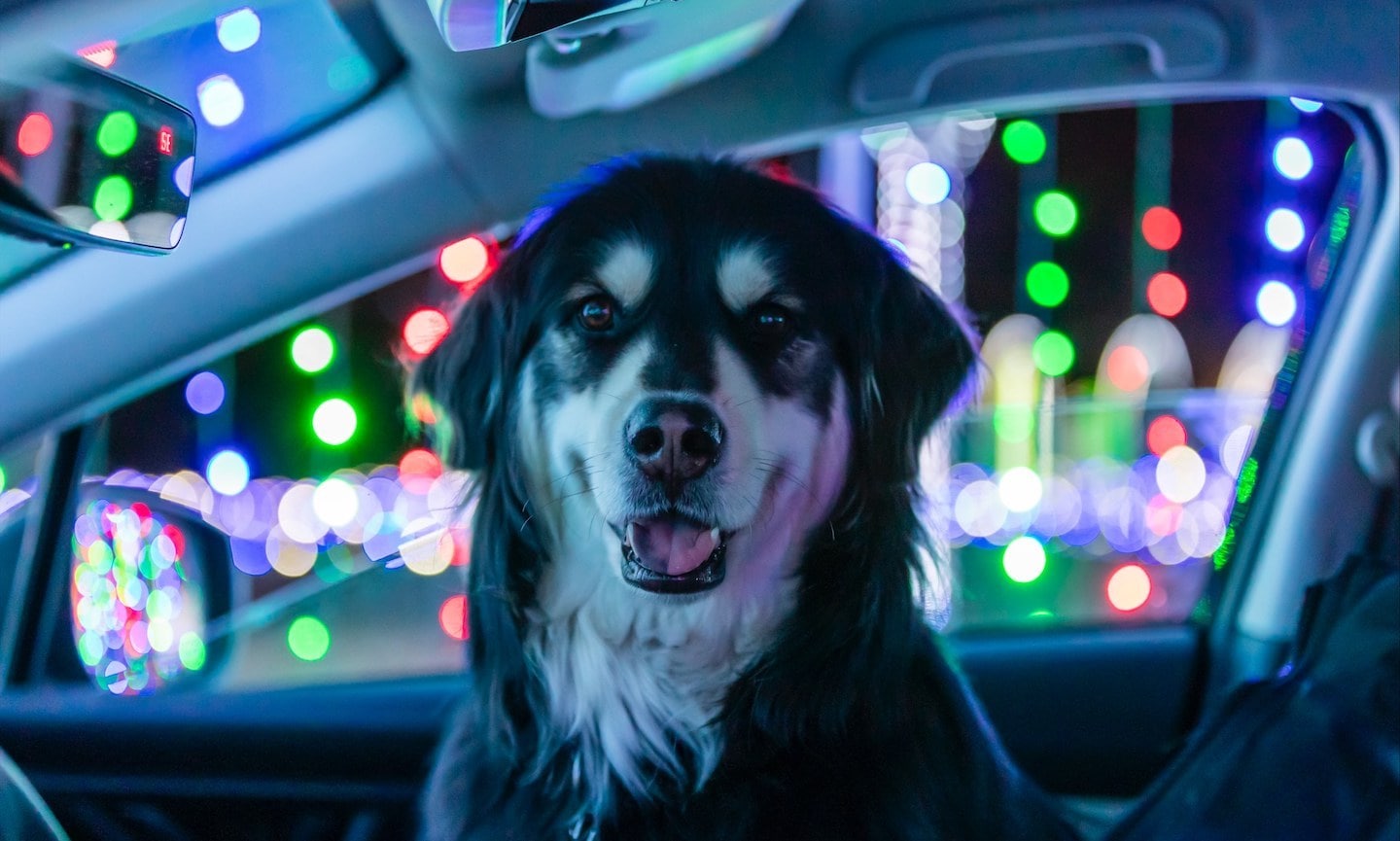 The Best Dog-Friendly Holiday Light Shows Across the U.S. | Chewy