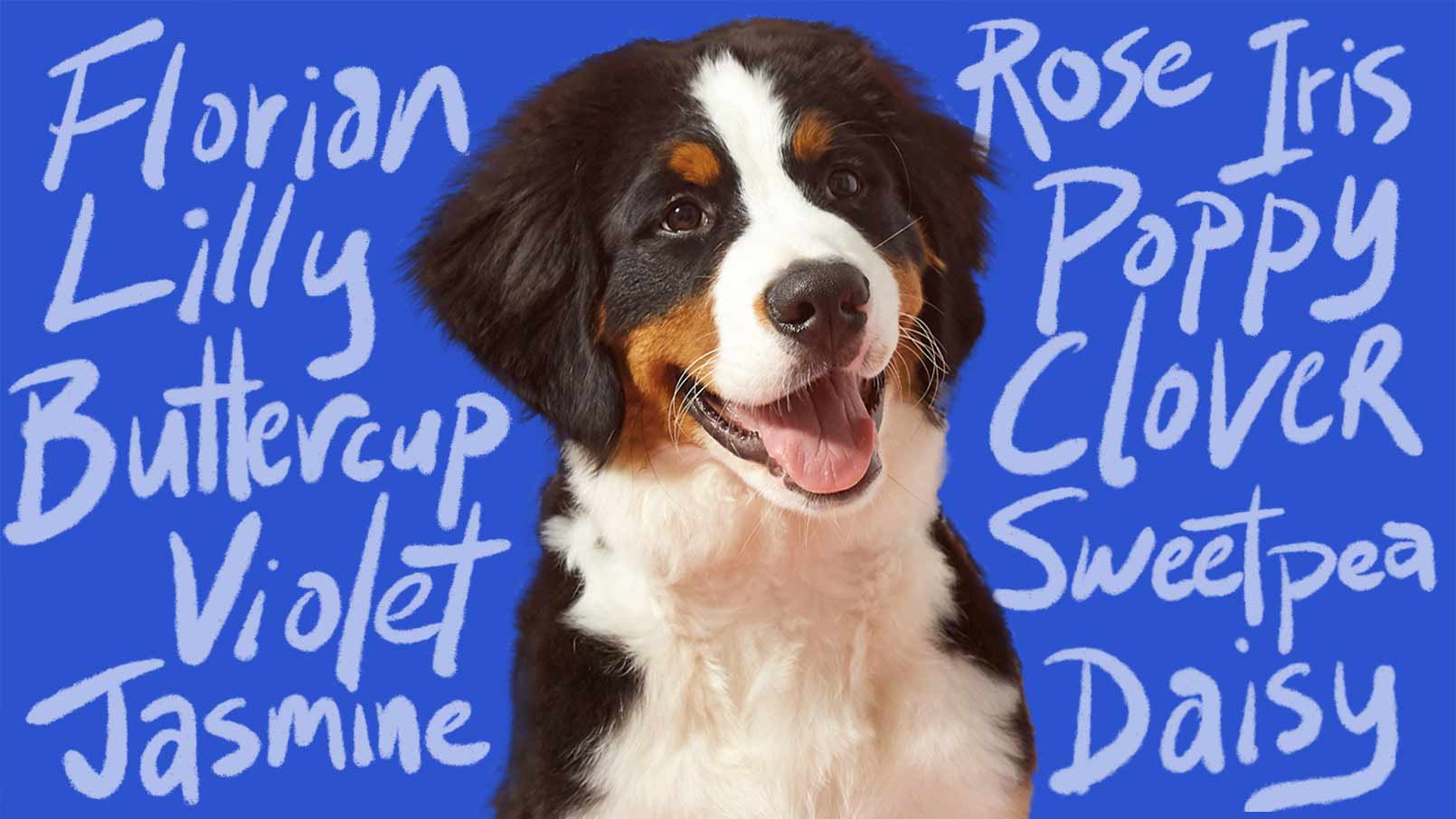 100 Flower Names for Dogs | Chewy