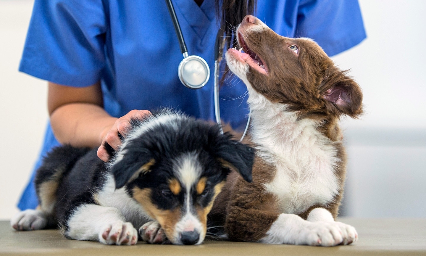 Puppy Vaccine Schedule: A Guide to Puppy Shots | Chewy
