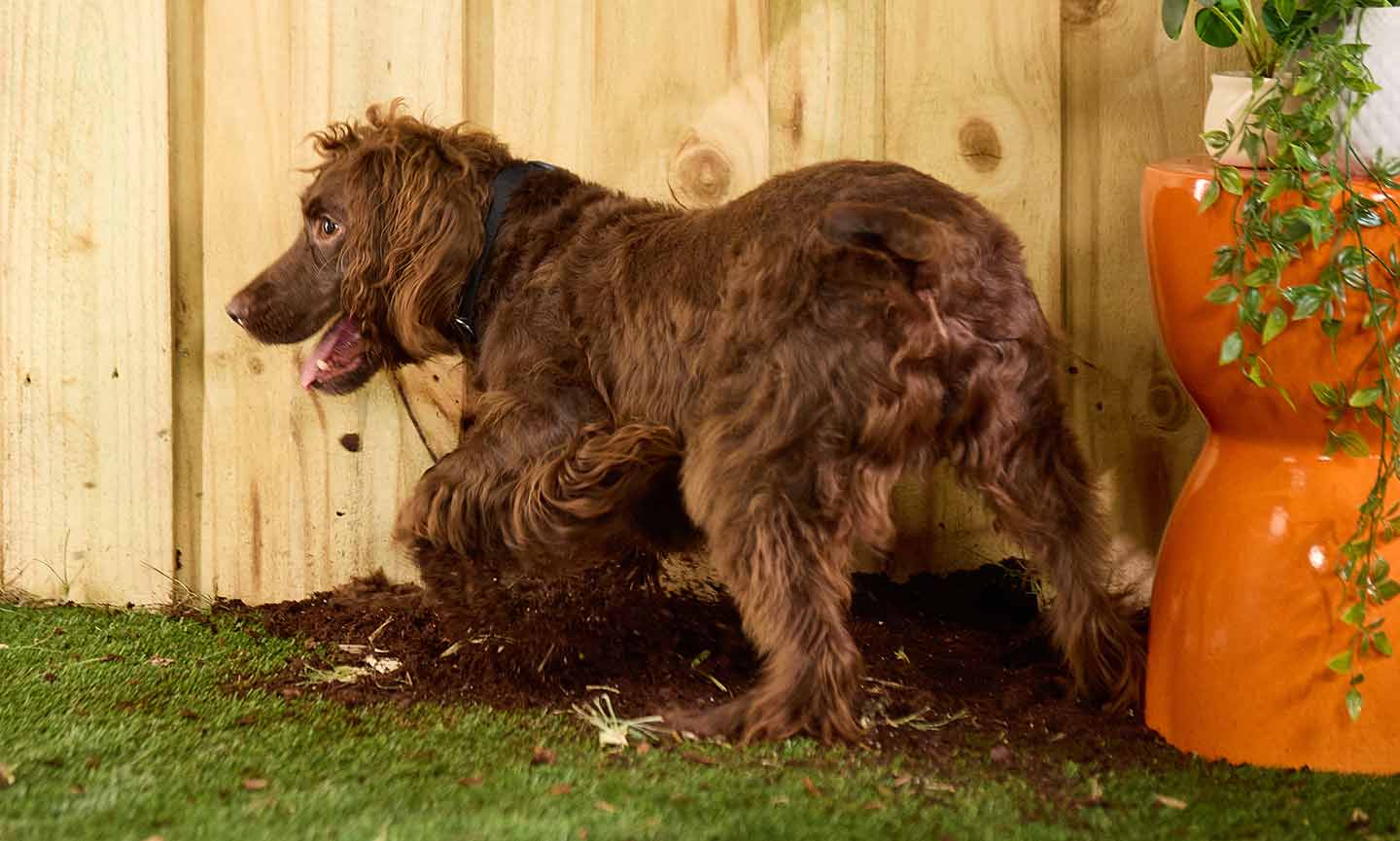 How To Stop Your Dog From Digging Up Your Yard | Chewy