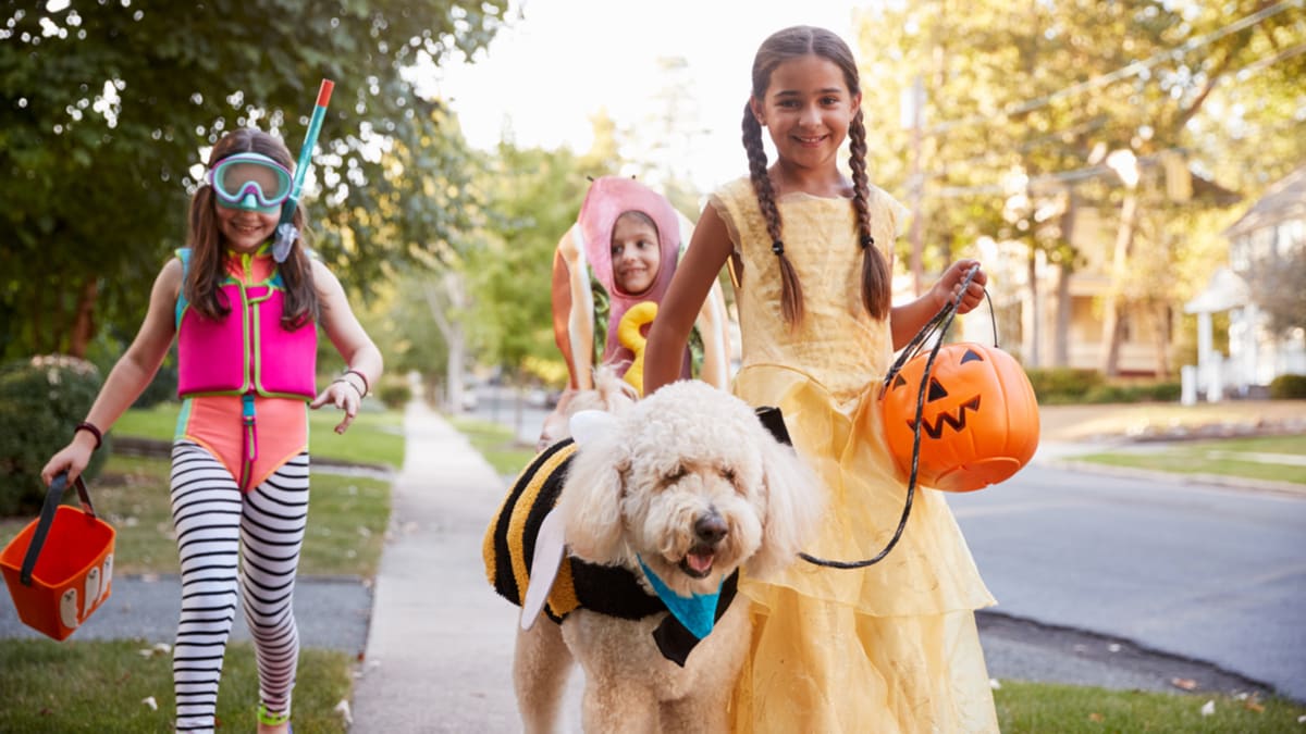 Franken-Dogs: 9 Wickedly Cute Mixed Breed Dogs | Chewy