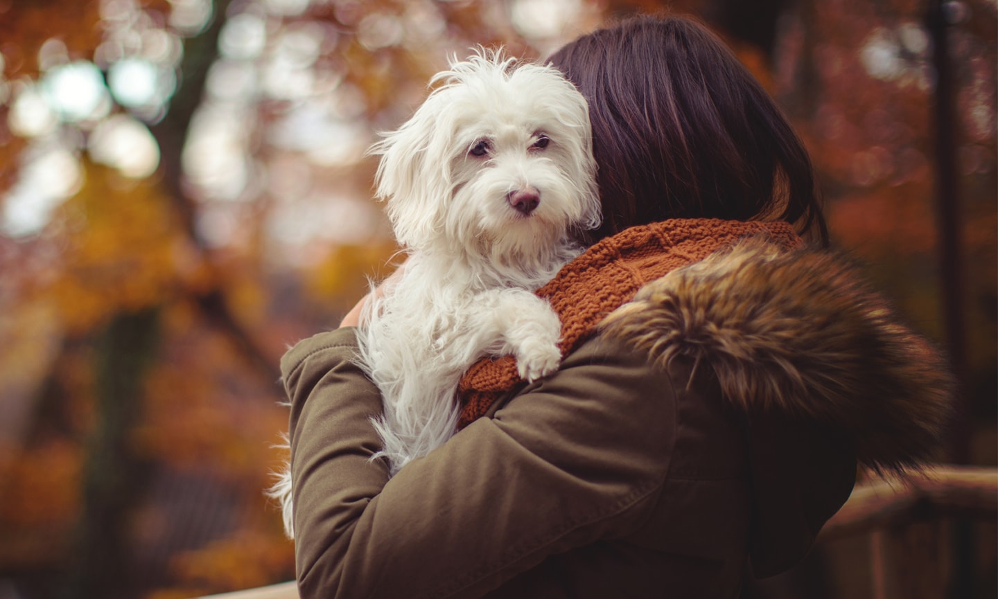 Fall Safety Tips for Pets | Chewy