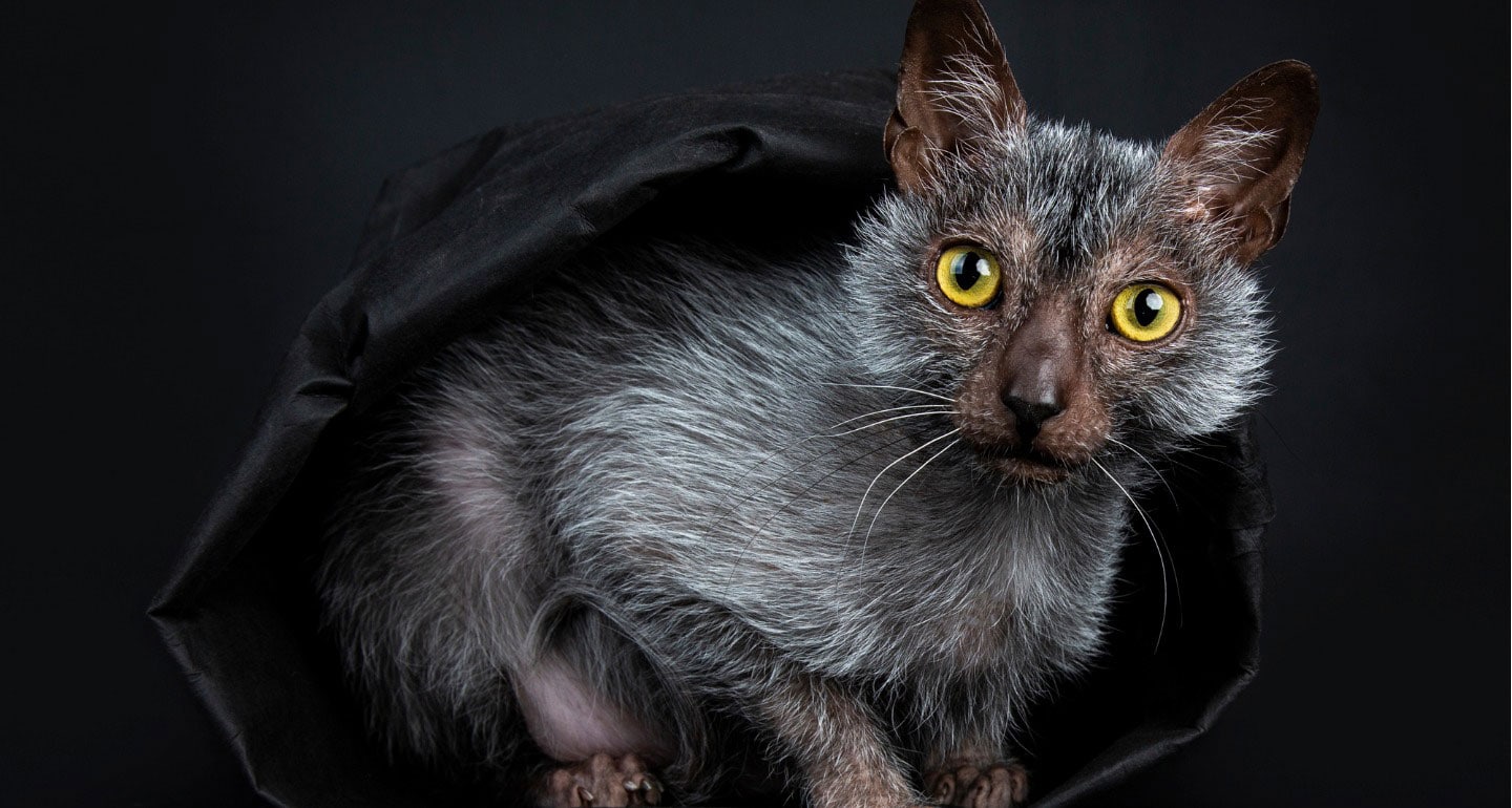 Lykoi (Werewolf) Cat Breed | Chewy
