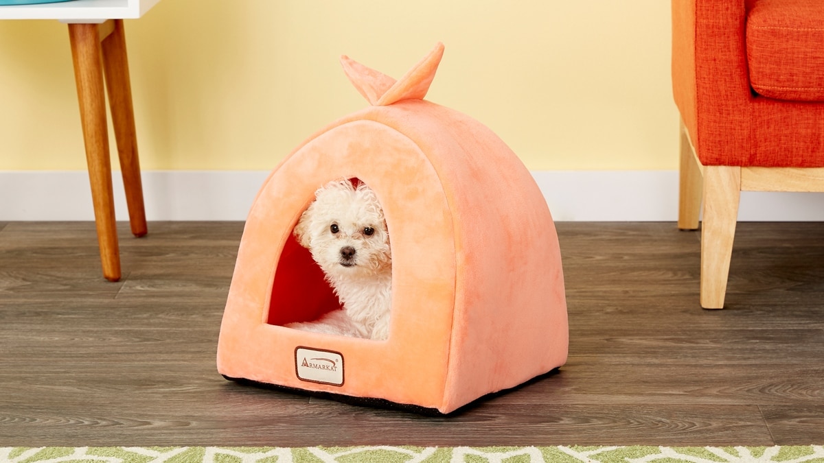 How to Pamper Your Dog Without Breaking the Bank | Chewy