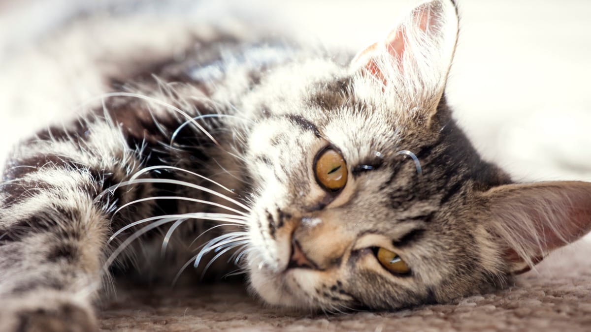Why Does My Cat Have Constant Sniffles? | Chewy