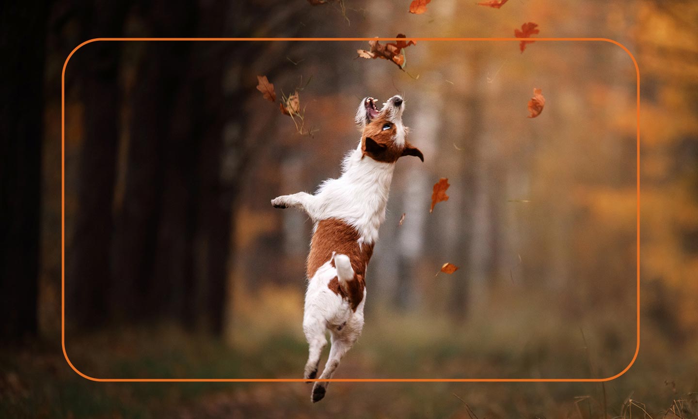 The Ultimate Autumn Pet Parent To-Do List | Chewy