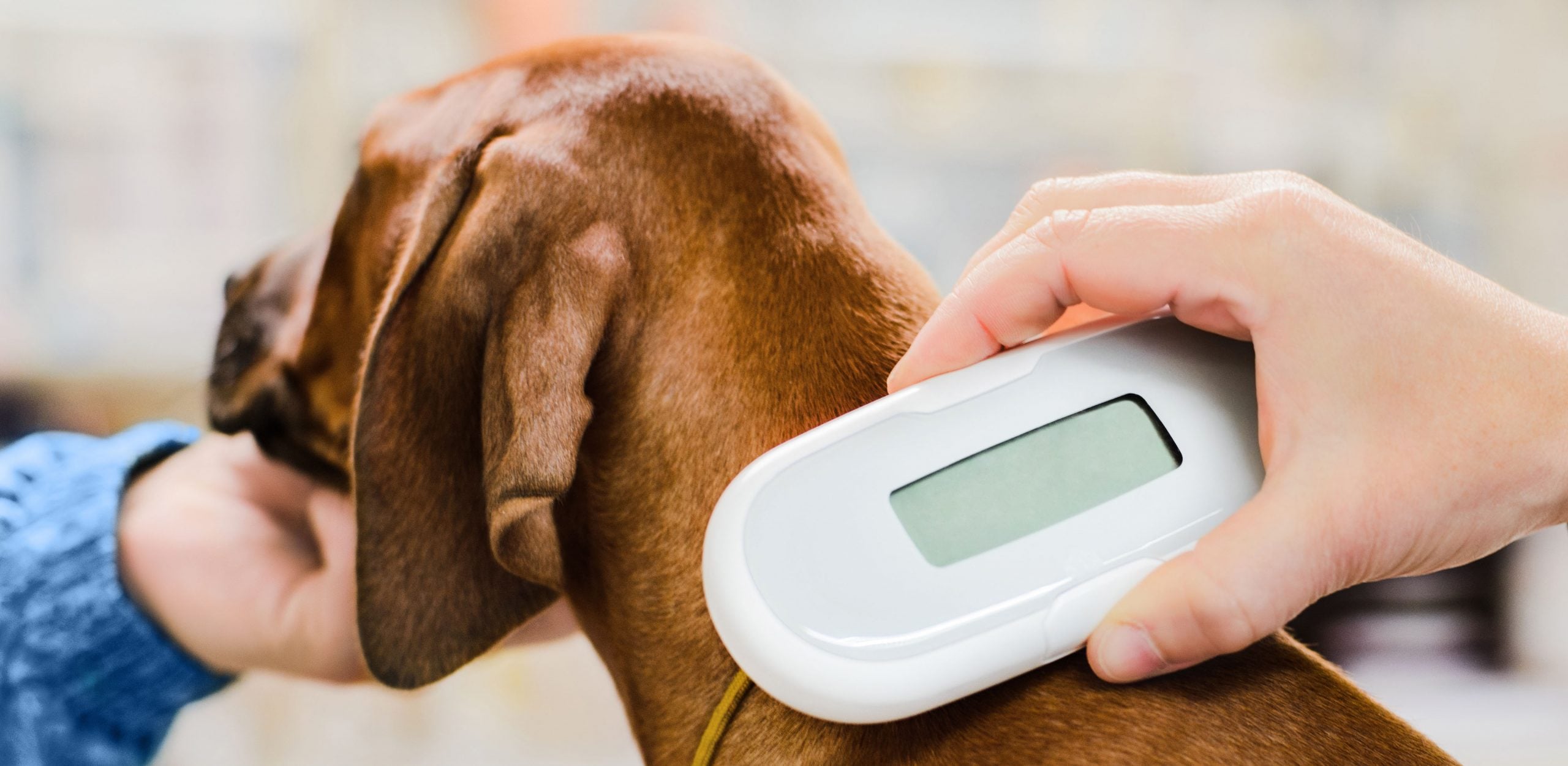 What Is a Pet Microchip? | Chewy