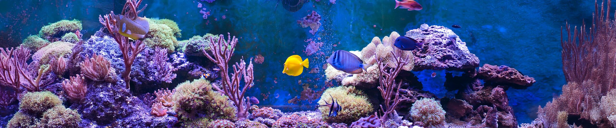 Fish Care Articles, Tips, Information, & Guides | Chewy
