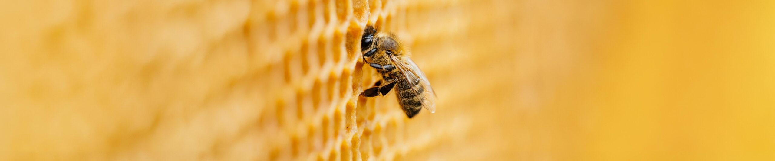 Beekeeping Education Hub | Chewy