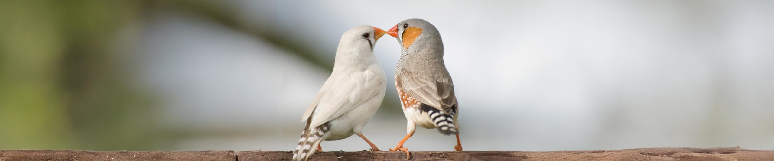 General Bird Information on Species, Lifespan, Lifestyle & More | Chewy.com