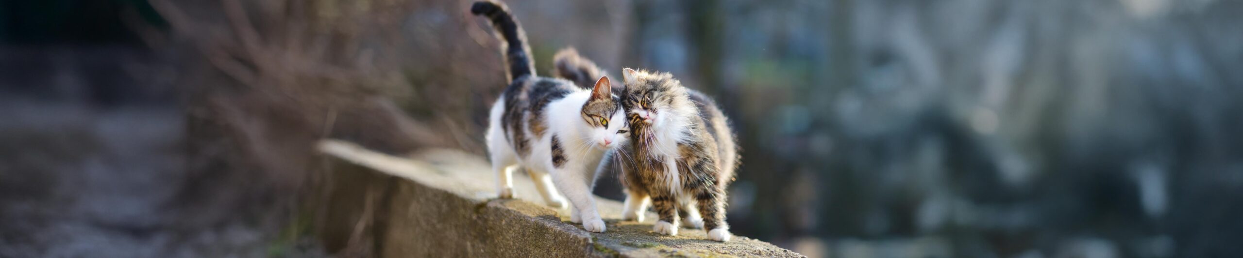 General Cat Information: Breed Traits, Ownership Tips & More | Chewy.com