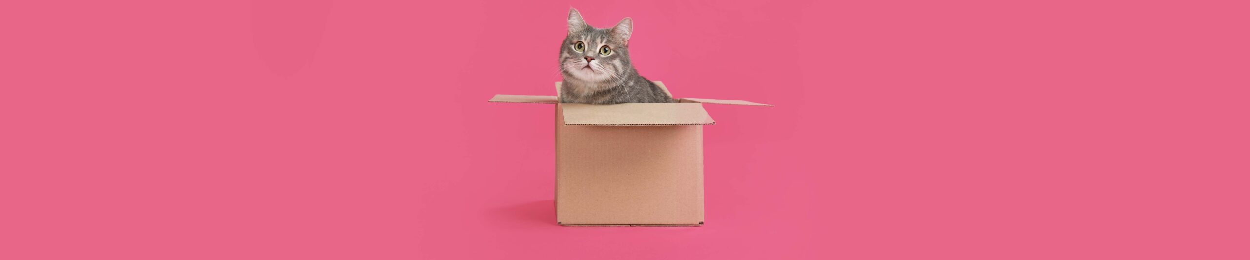 Cat Care Tips, Guides, and Helpful Information | Chewy