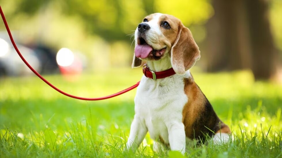 10 Best Flea and Tick Treatments for Dogs in 2026 (Vet-Recommended) | PetMD