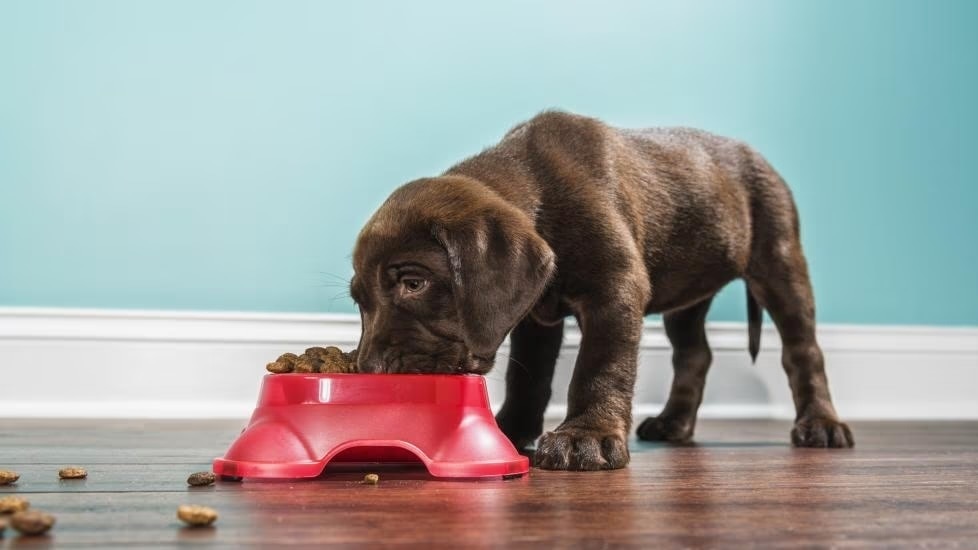 7 Best Puppy Foods in 2026, Recommended by Vets | PetMD