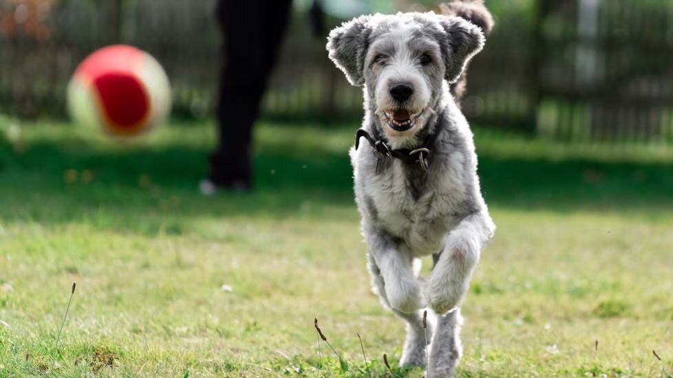 8 Best Joint Supplements for Dogs in 2026, Recommended by Vets | PetMD