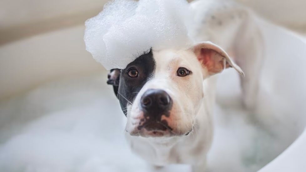 9 Best Dog Shampoos in 2026, Recommended by Vets | PetMD