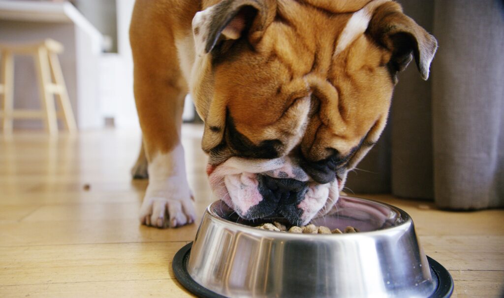 9 Best Dog Foods for Dogs With Allergies in 2026, Vet Recommended | PetMD