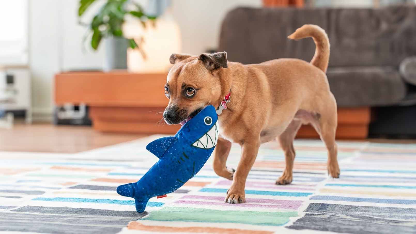 7 ‘Jaws’-Inspired Dog Toys and More for Shark Week | Chewy