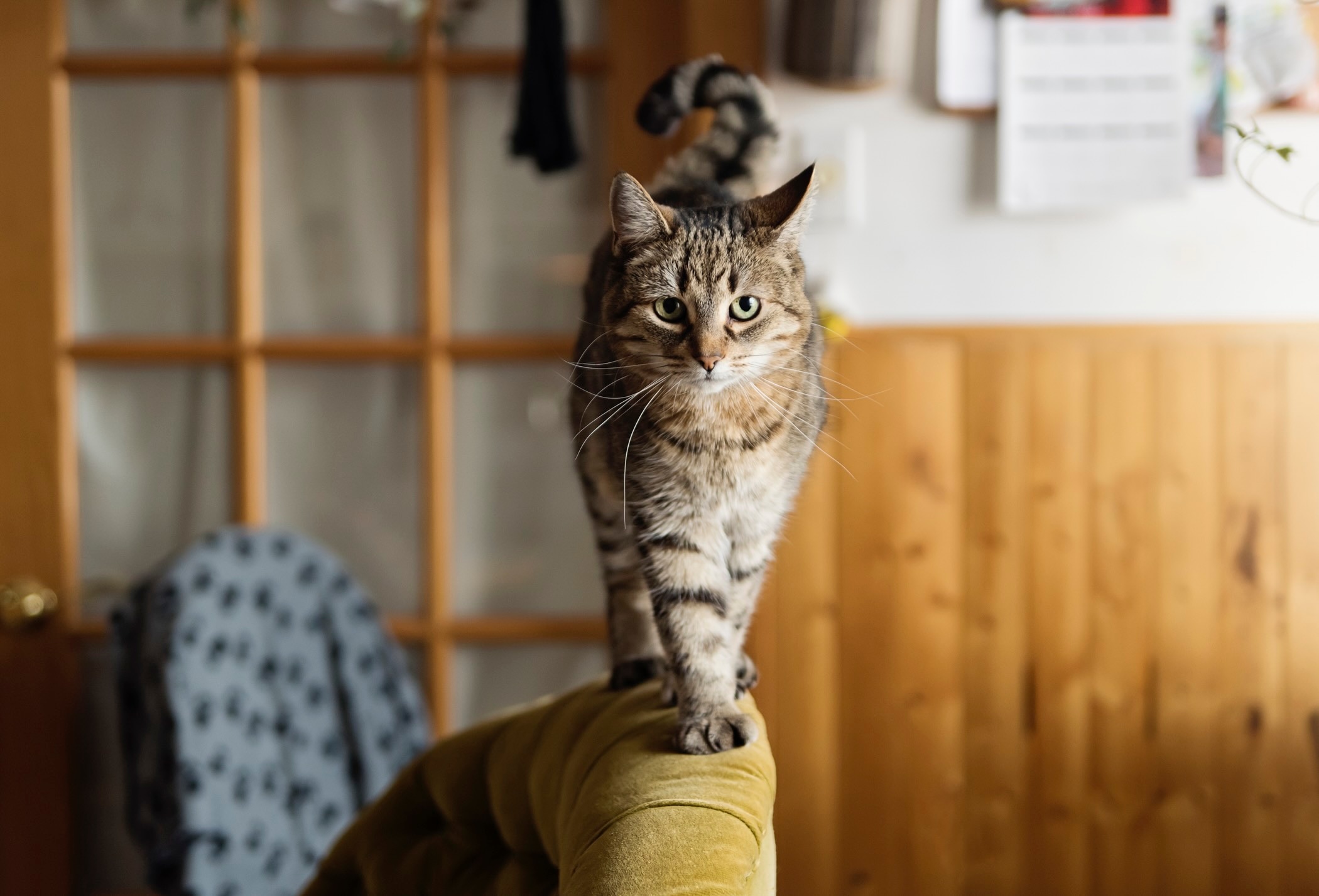 What Is a Tabby Cat? | Chewy