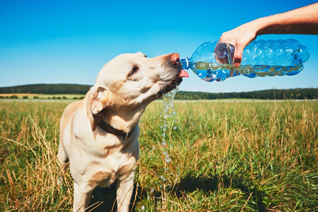 Stroke in Dogs: What Are Strokes, and Are They an Emergency? | PetMD