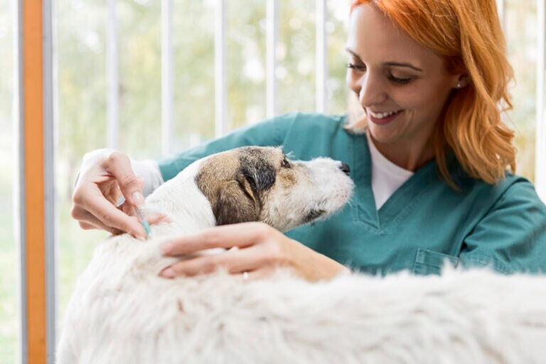 Client Resources for Veterinary Teams | PetMD