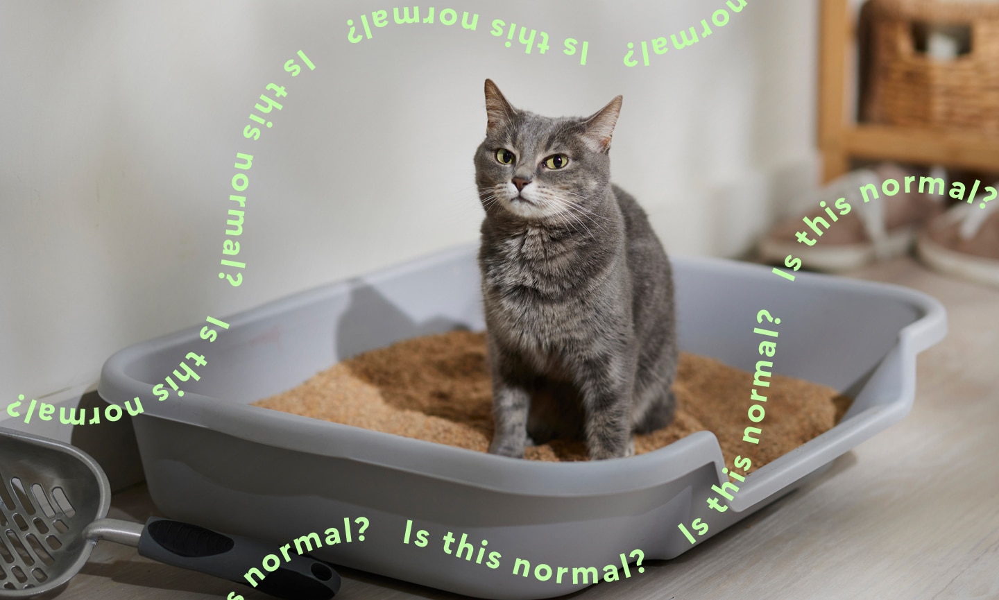 Why Do Cats Bury Their Poop? Is This Normal? | Chewy