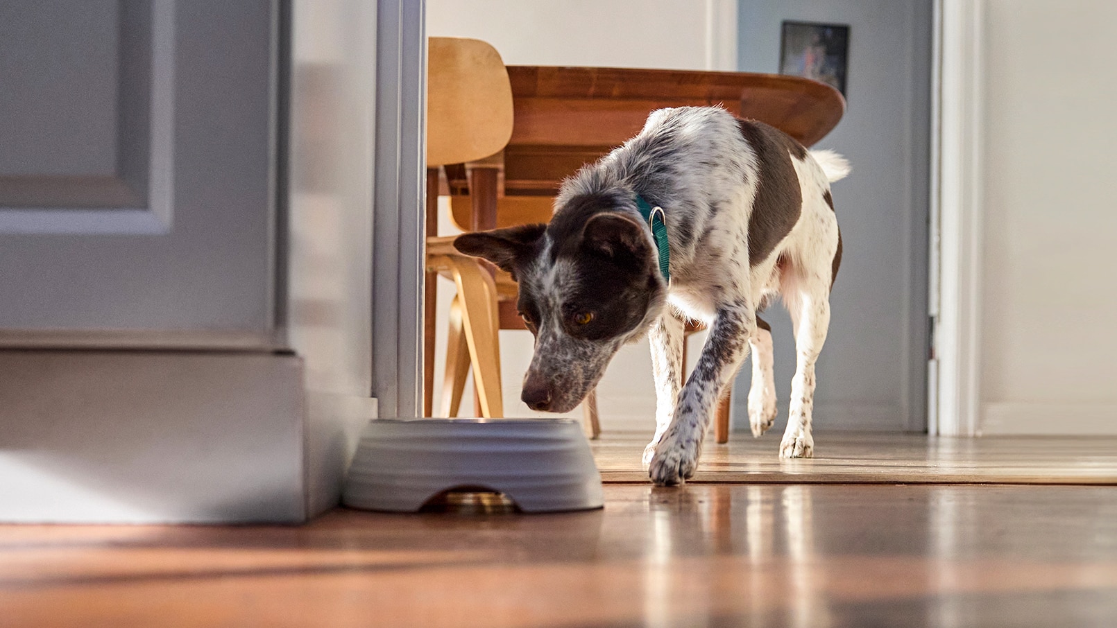 Best Dog Food for Picky Eaters: Vet-Approved | Chewy
