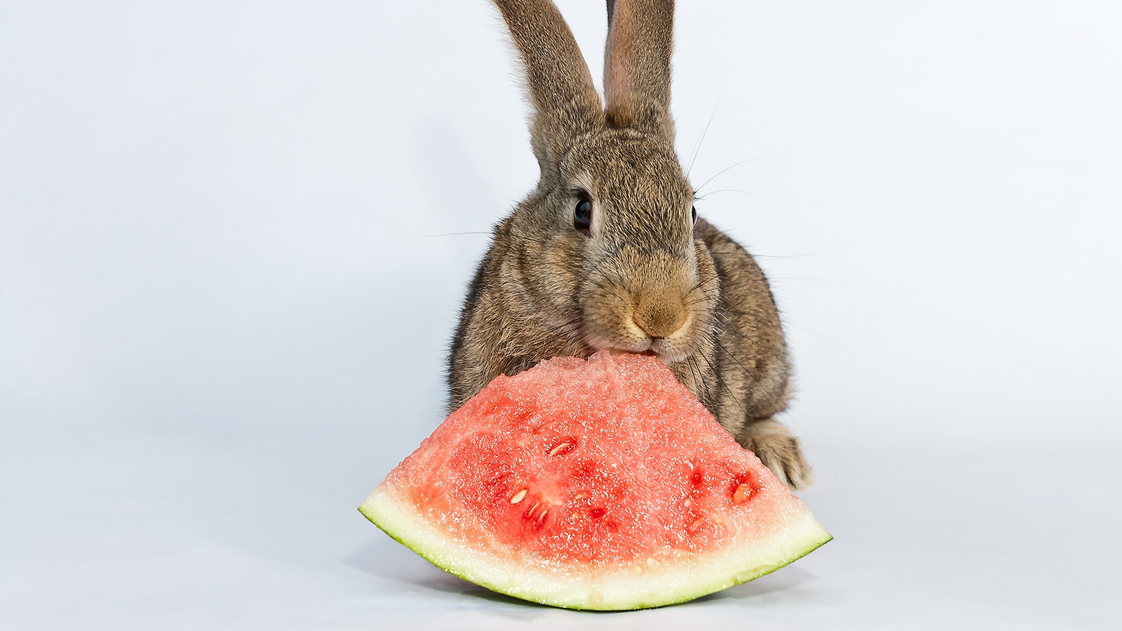 Can Rabbits Eat Watermelon? | Chewy