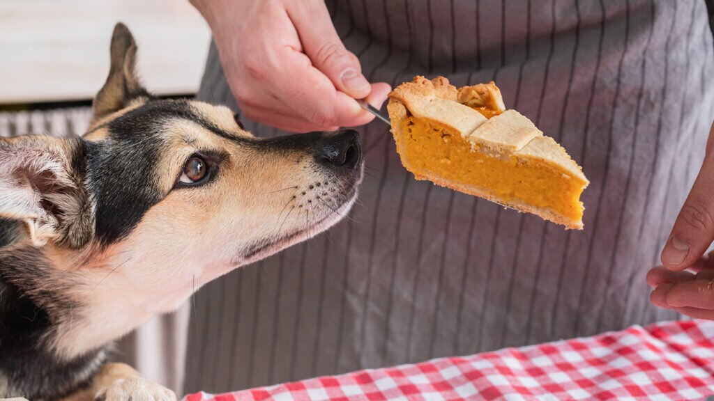 Can Dogs Eat Pumpkin? Benefits, Risks, and Feeding Tips | PetMD