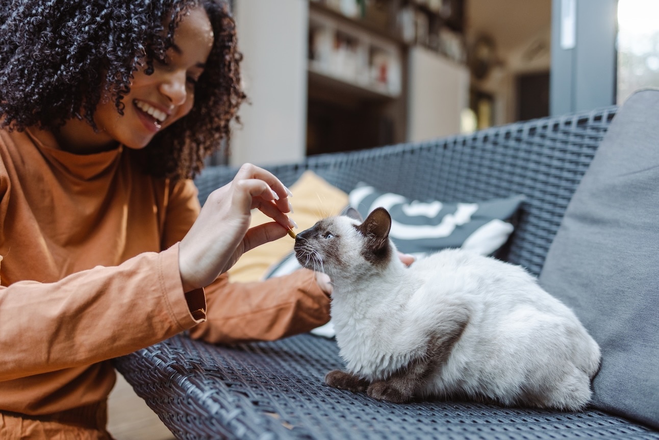 10 Small Cat Breeds That Stay Tiny Forever | Chewy