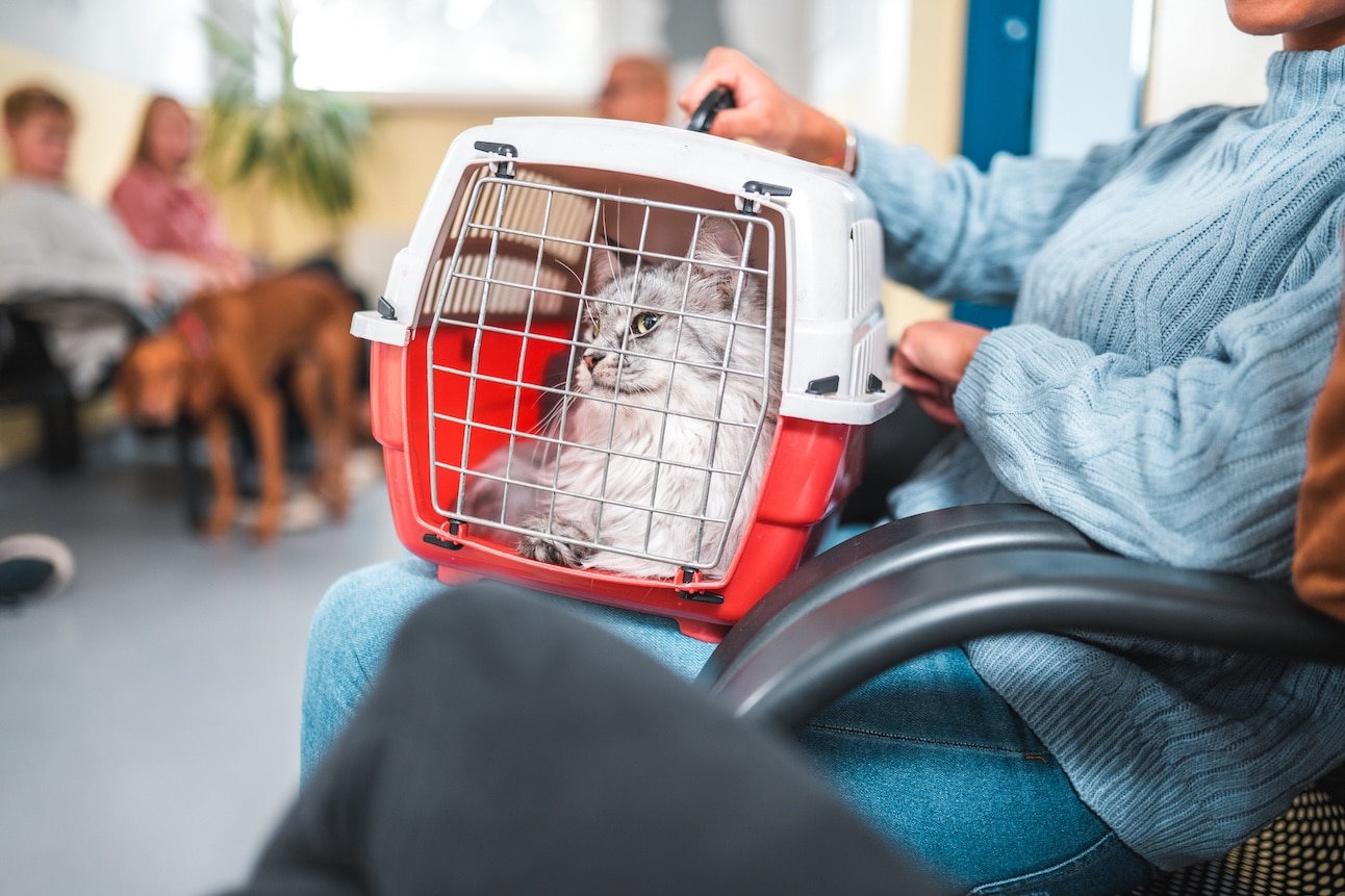 Must-Have Items for Your Pet Emergency Kit | Chewy