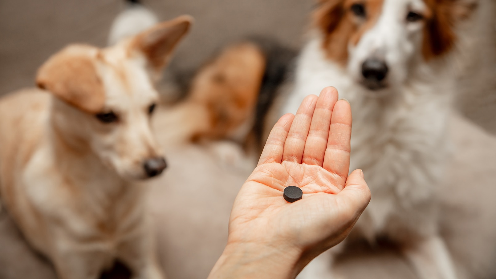 What Is Activated Charcoal for Dogs? | Chewy