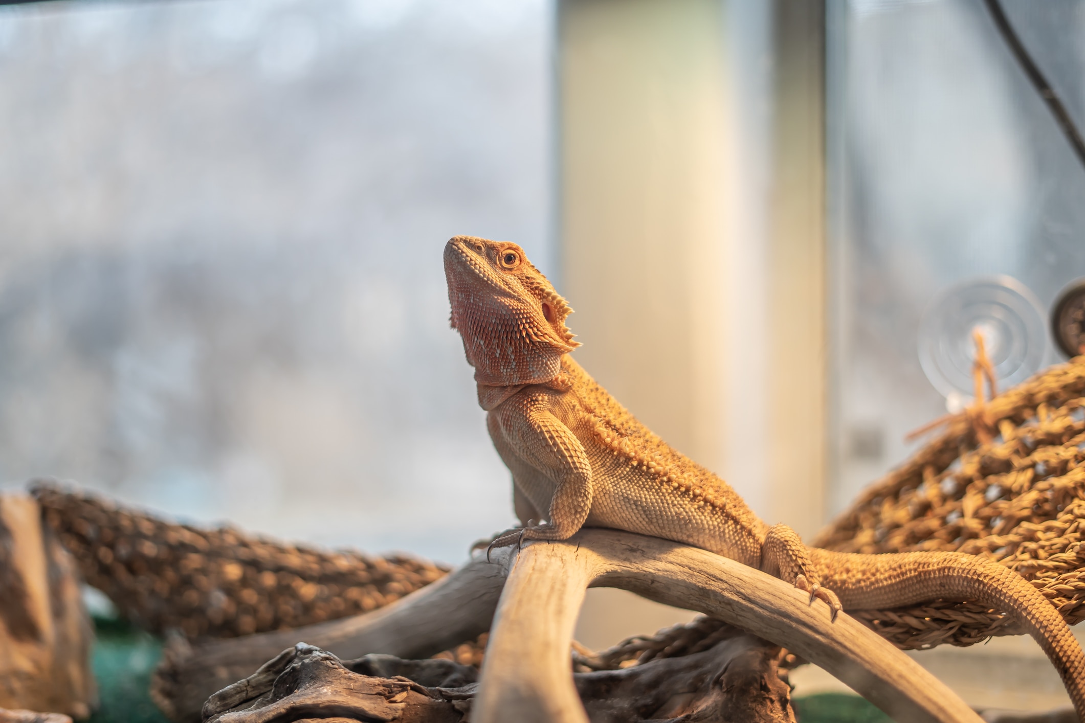 How Often Should a Bearded Dragon Poop? | Chewy Education