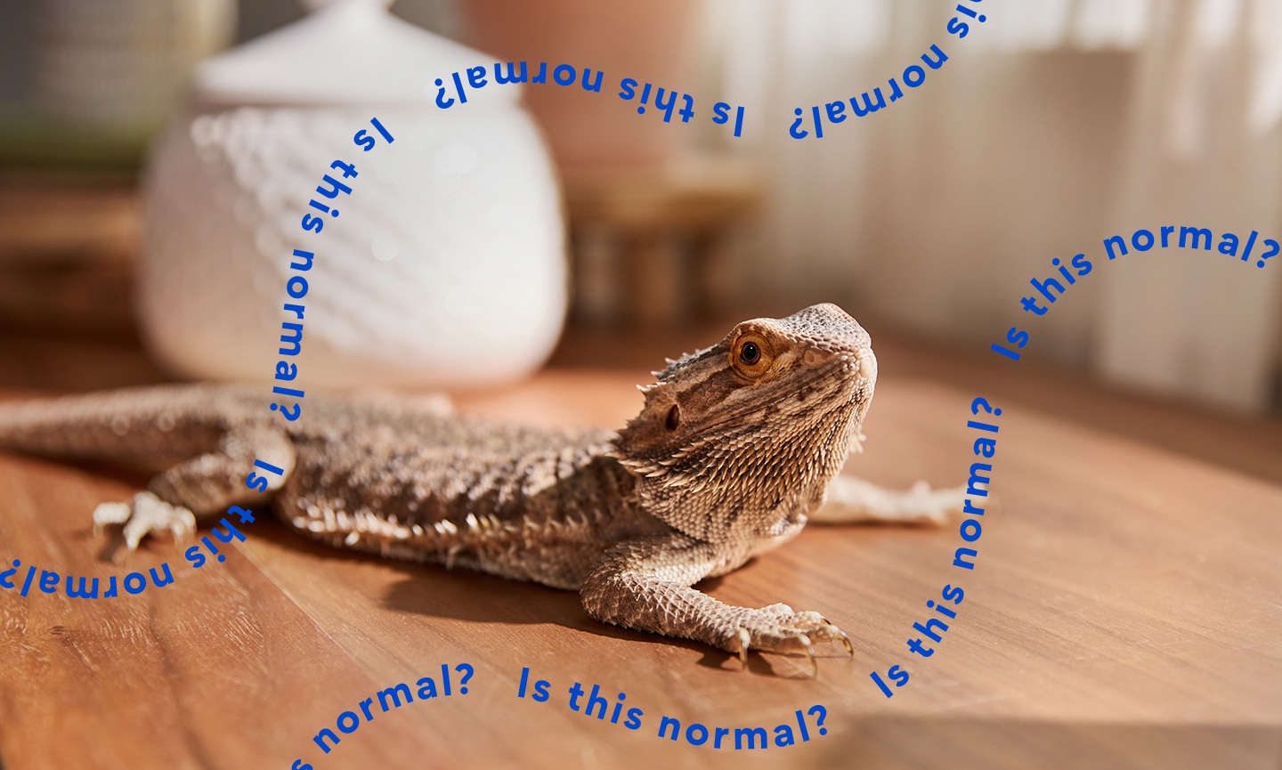 Why Do Bearded Dragons Bob Their Heads? Is This Normal? | Chewy