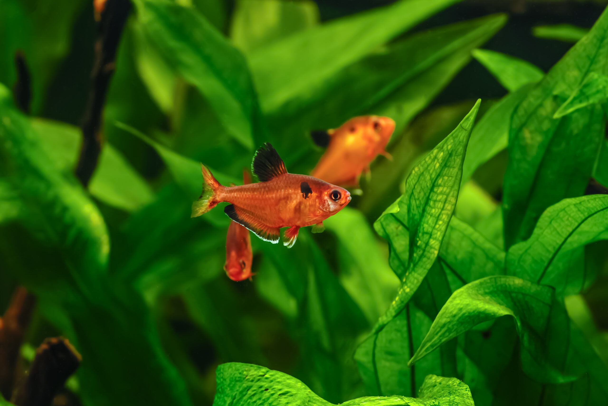 How To Set Up a Planted Fish Tank | Chewy Education