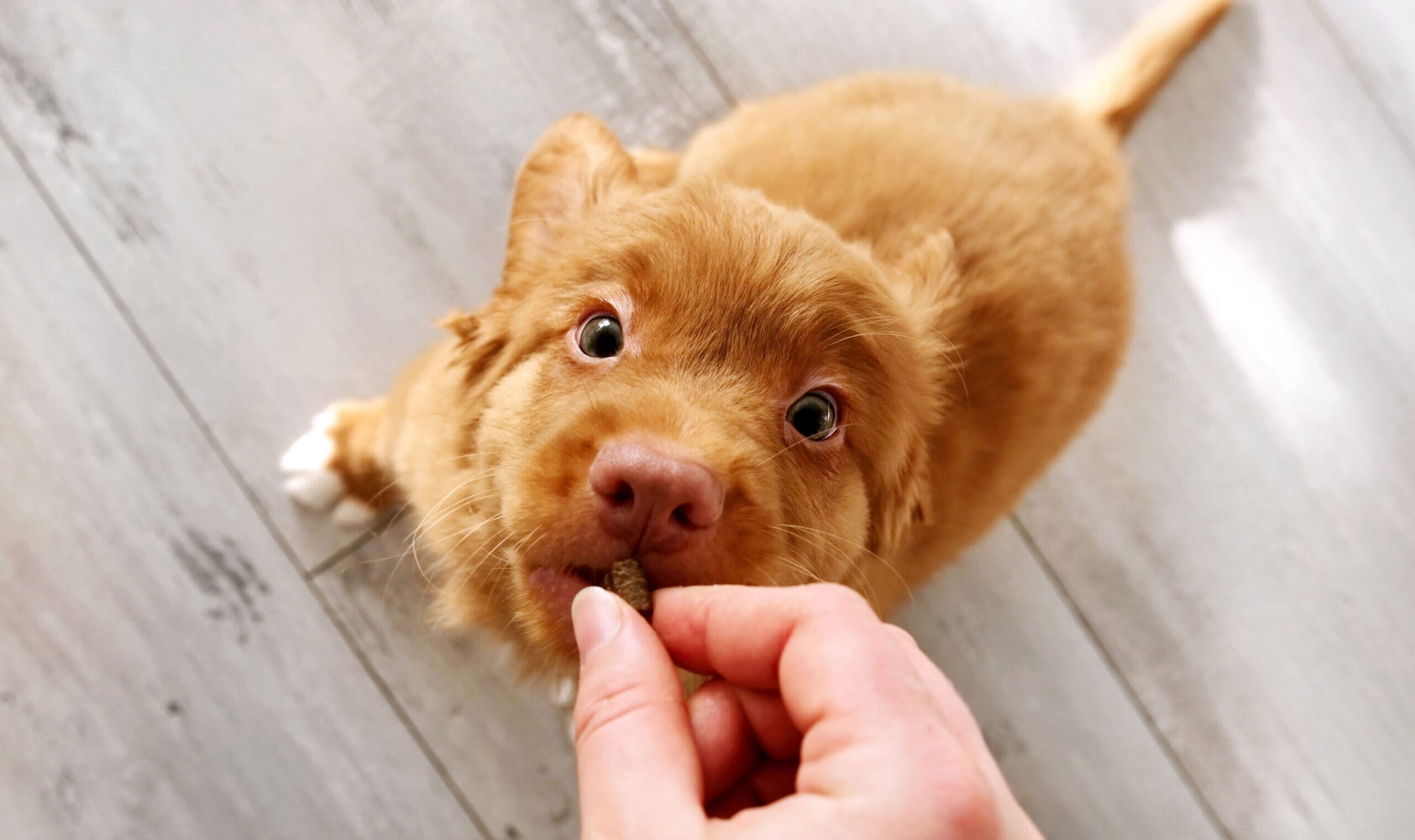 9 Best Puppy Treats of 2026, Recommended by Vets | PetMD