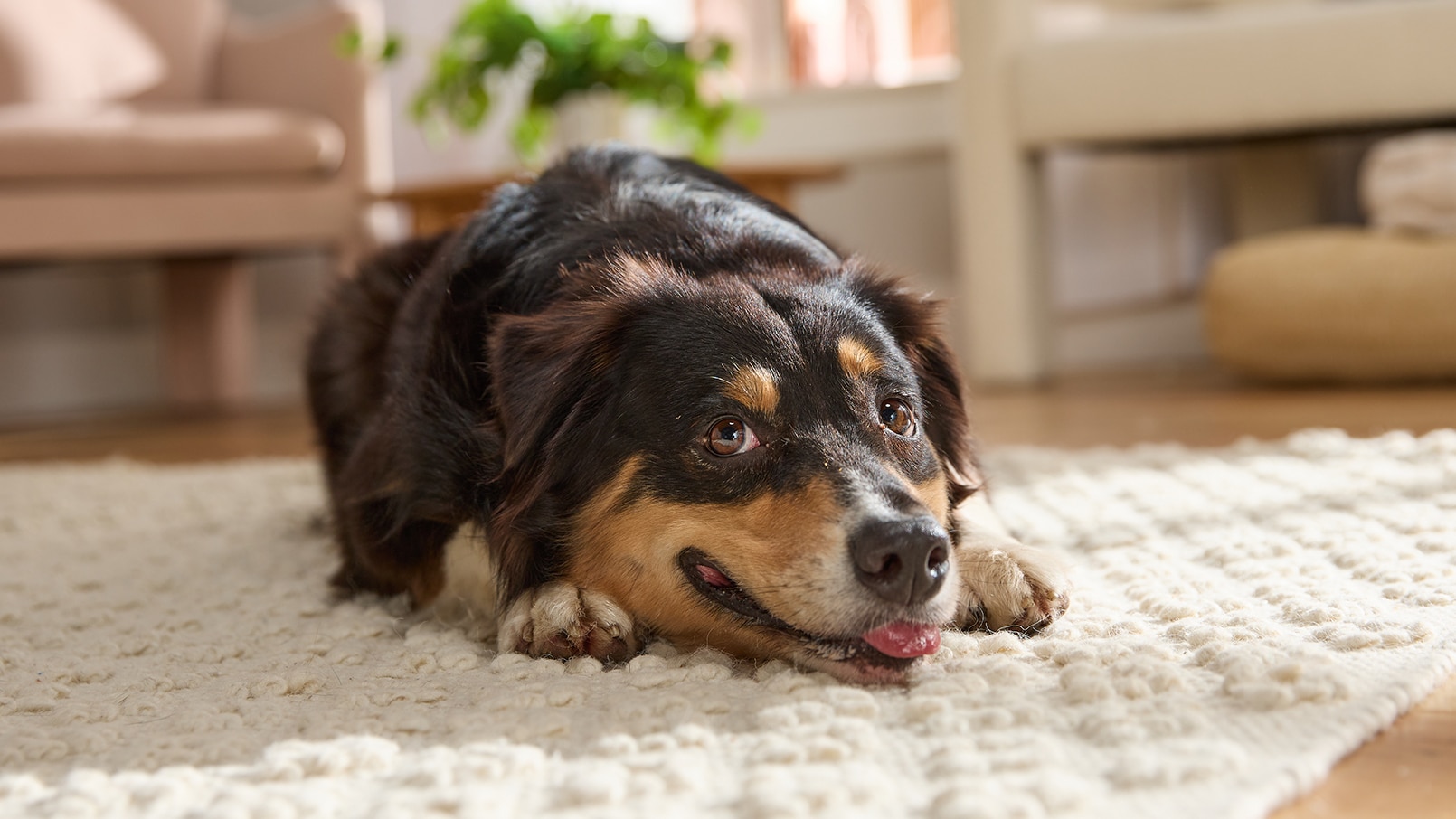 Steroids for Dogs: What They Do and Common Side Effects | Chewy