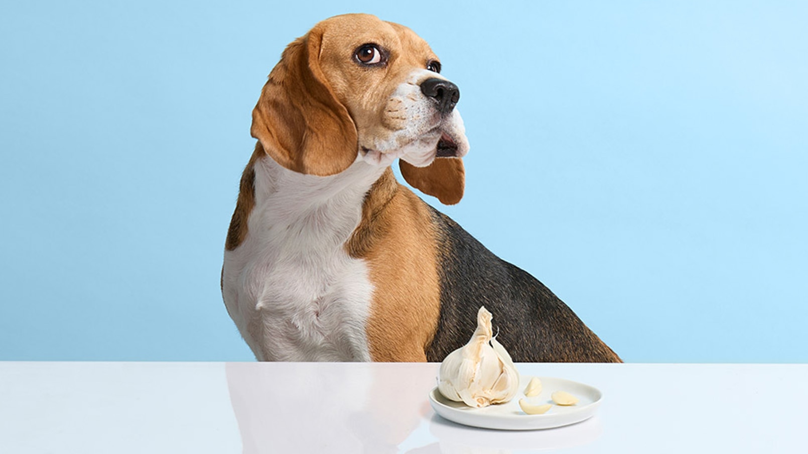 Can Dogs Eat Garlic? | Chewy