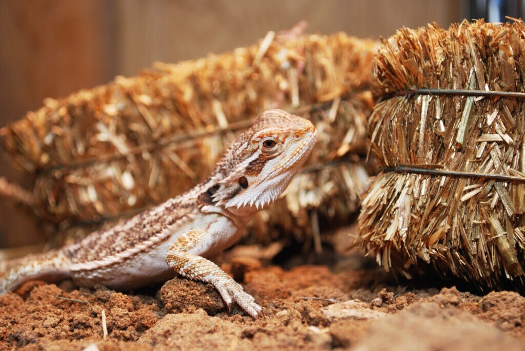 Bearded Dragon Calcium Australian Desert Dragon Substrate - 20lb ...