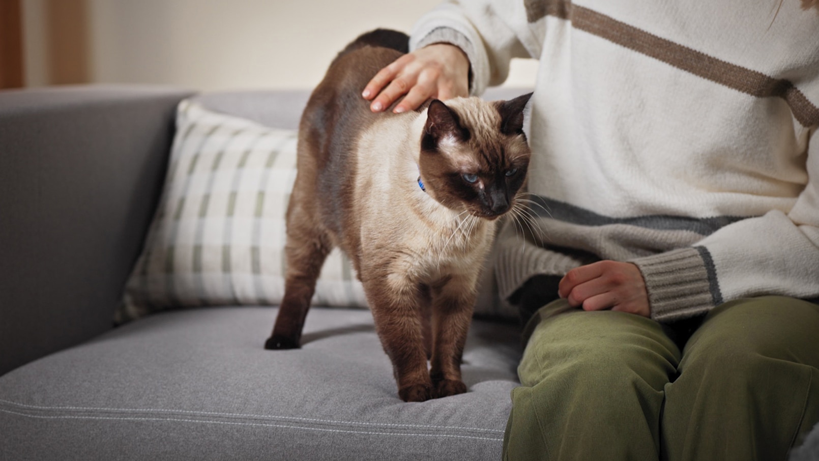 Cat Blindness: Signs, Causes, and How To Help a Blind Cat | Chewy