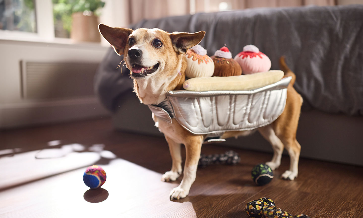 30 Best Dog Halloween Costumes in 2025, According to Chewy Editors