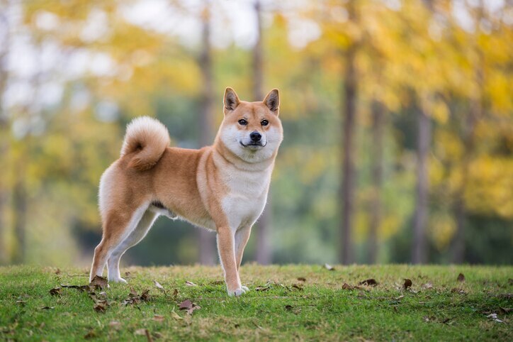 Shiba Inu Dog Breed Health and Care | PetMD