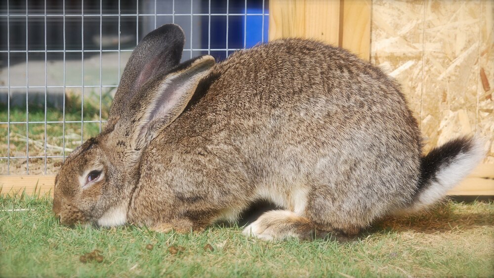 Flemish Giant Rabbit | PetMD