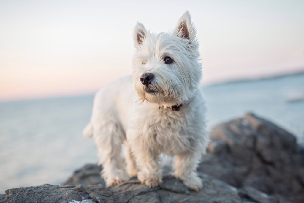 West Highland White Terrier (Westie) Dog Breed Health and Care | PetMD