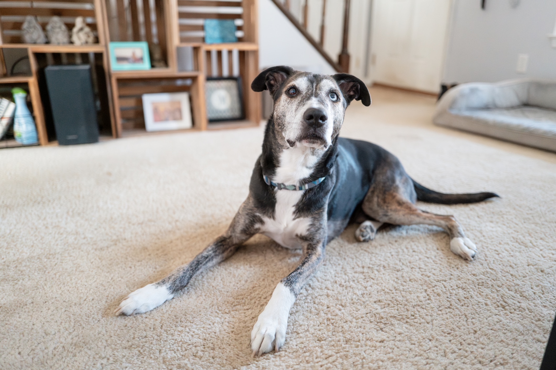 How to Handle Aggression in Older Dogs | Chewy